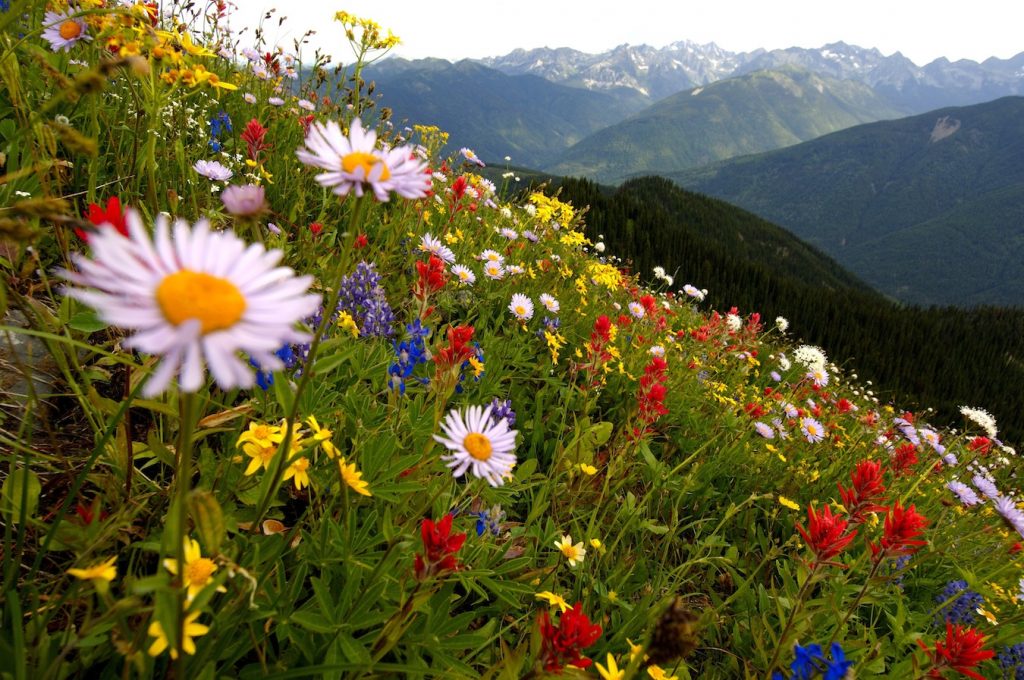 About Us - Kinseed Ecologies - Environmental consulting, expertise, and ...