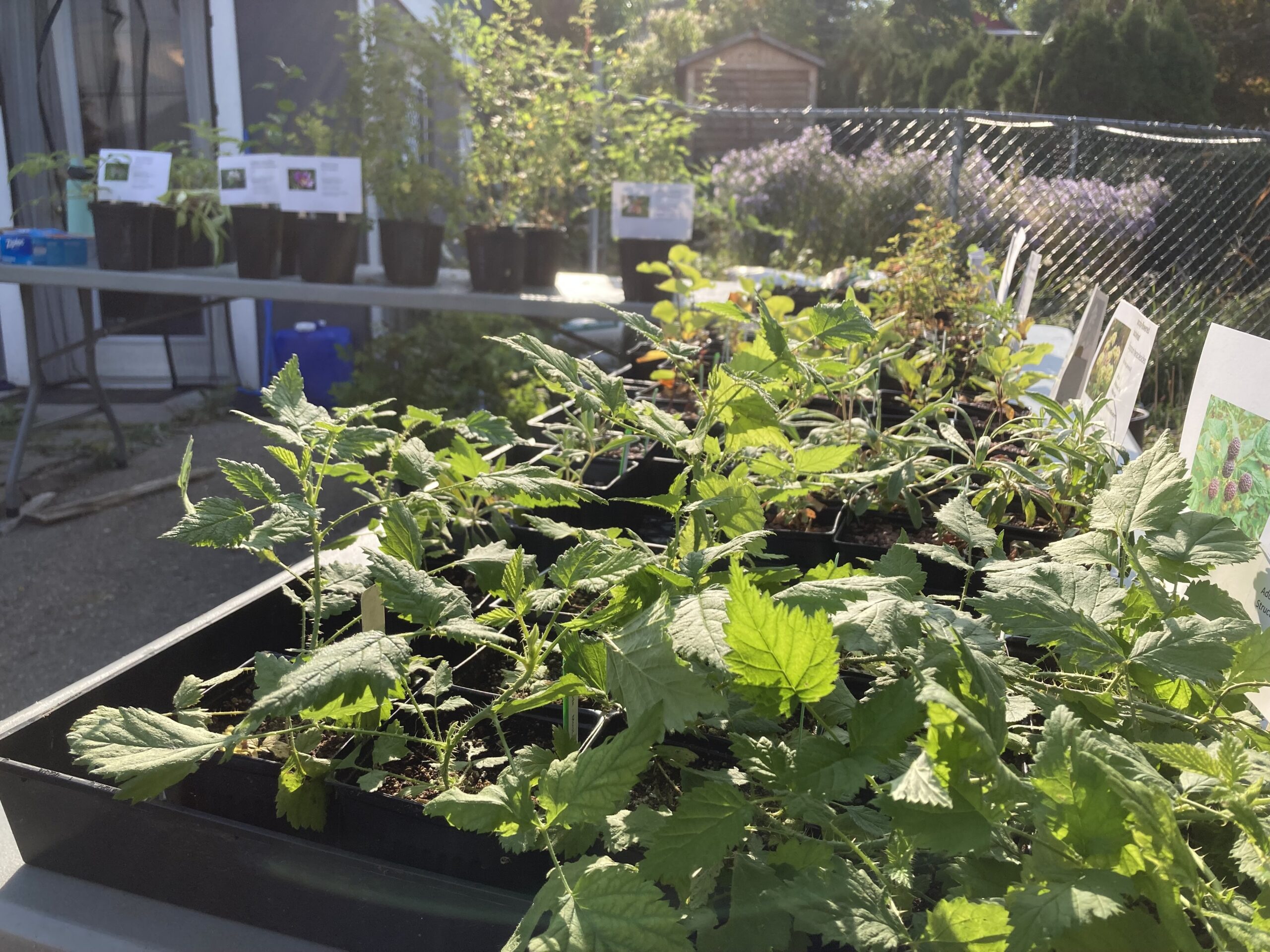 2025 Spring Native Plant and Seed Sale May 24 - Kinseed Ecologies