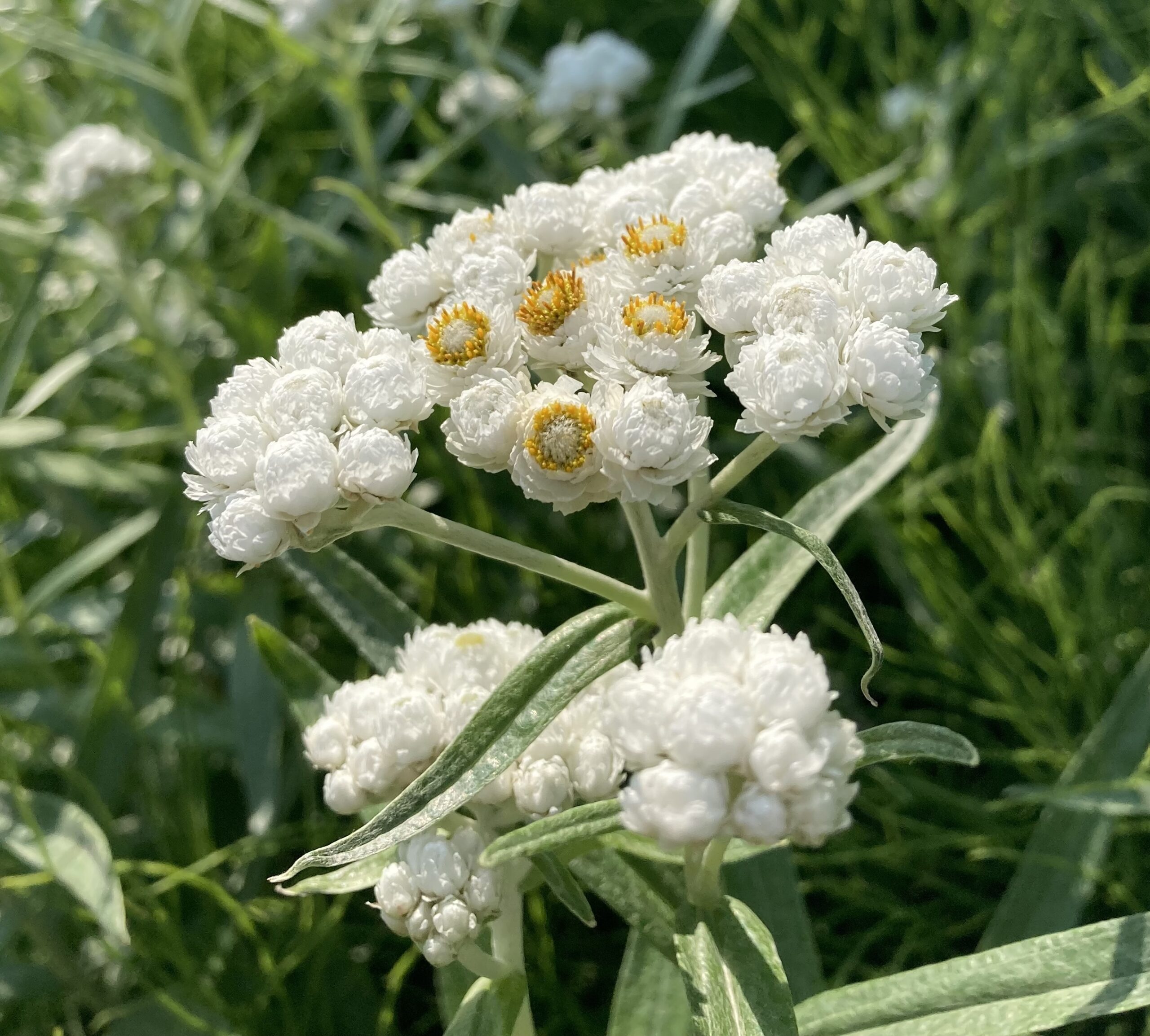 Pearly Everlasting - Kinseed Ecologies