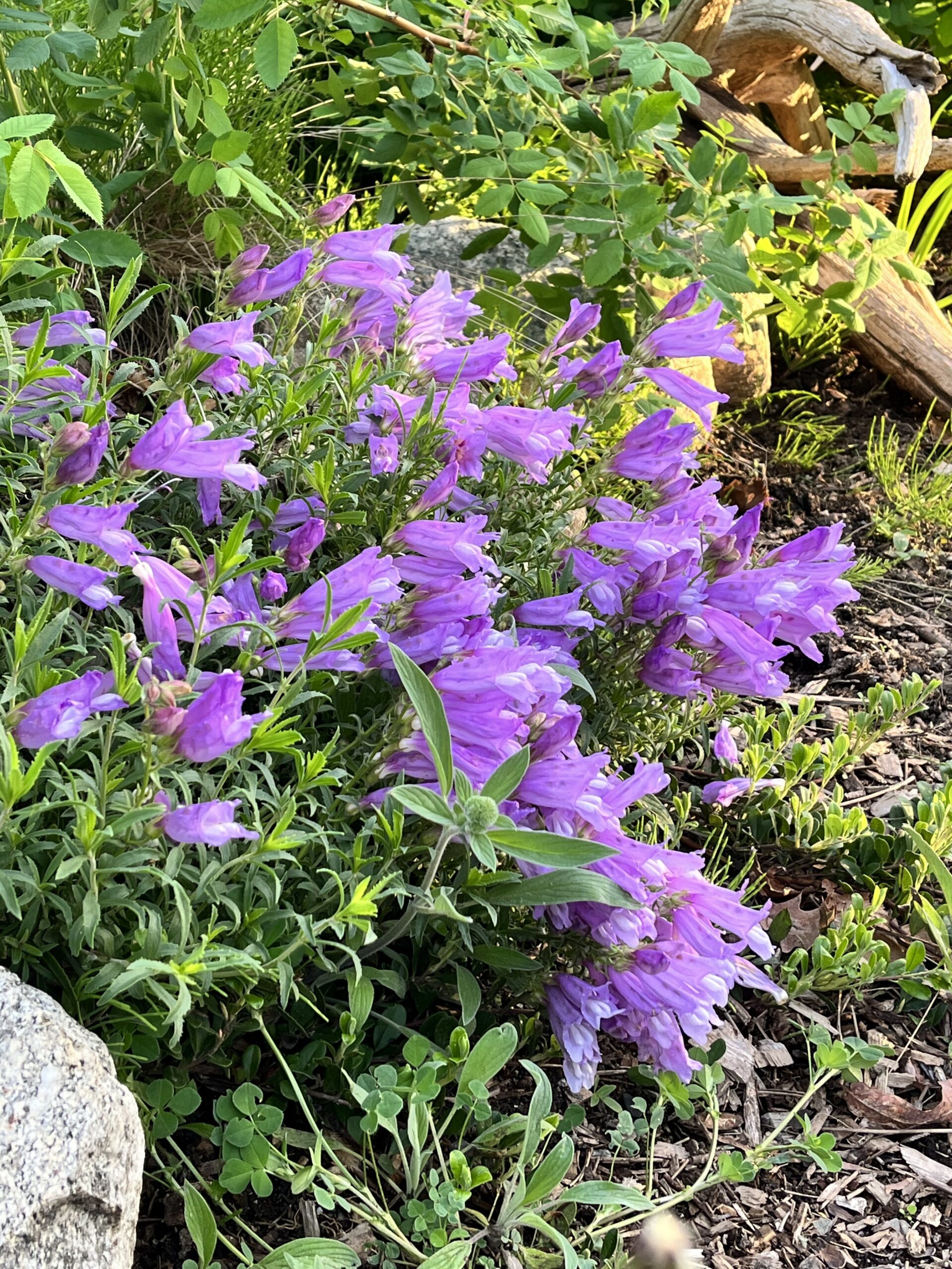 Shrubby Penstemon - Kinseed Ecologies
