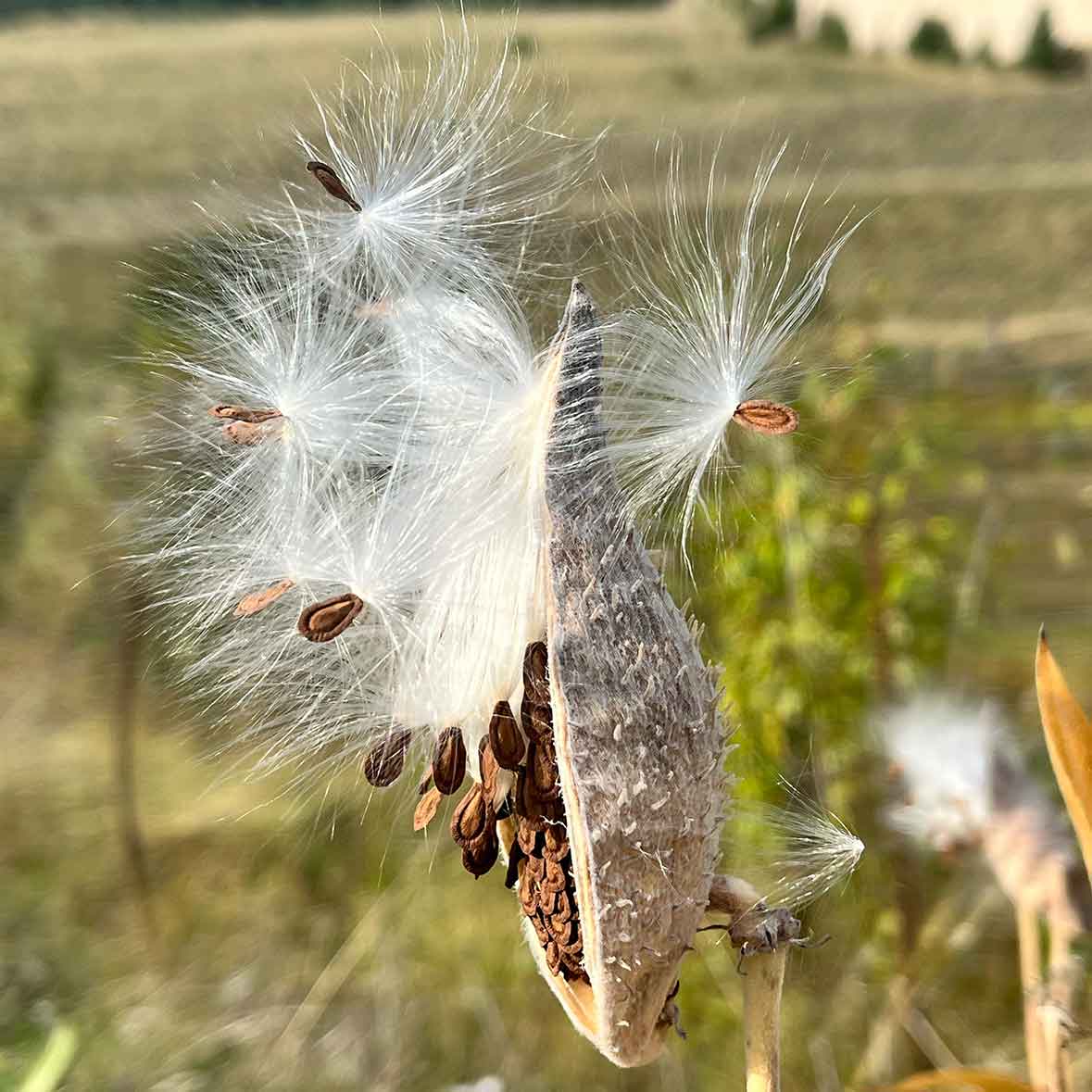 Kinseed Ecologies - Environmental consulting, expertise, and education
