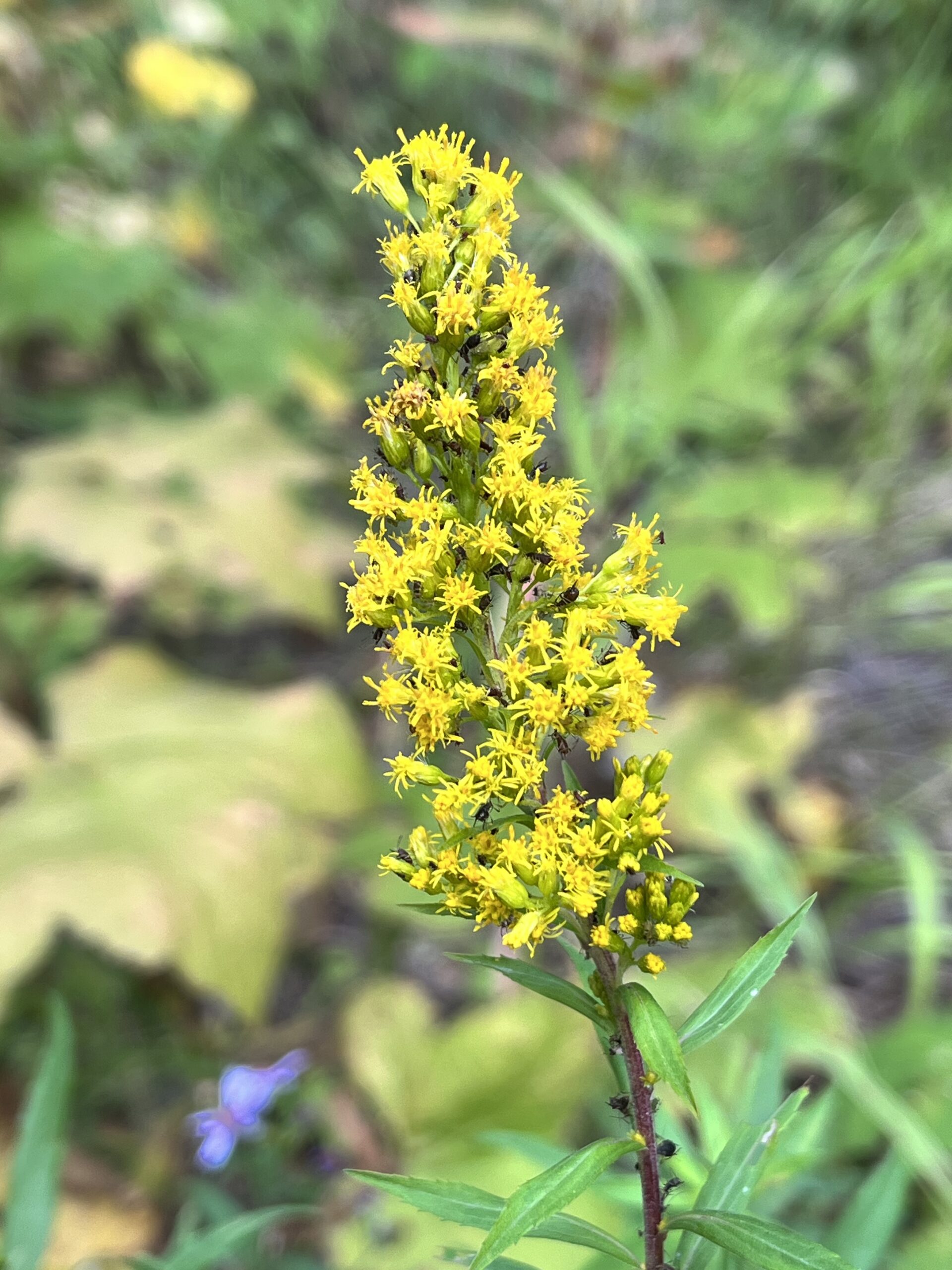 Spikelike Goldenrod - Kinseed Ecologies