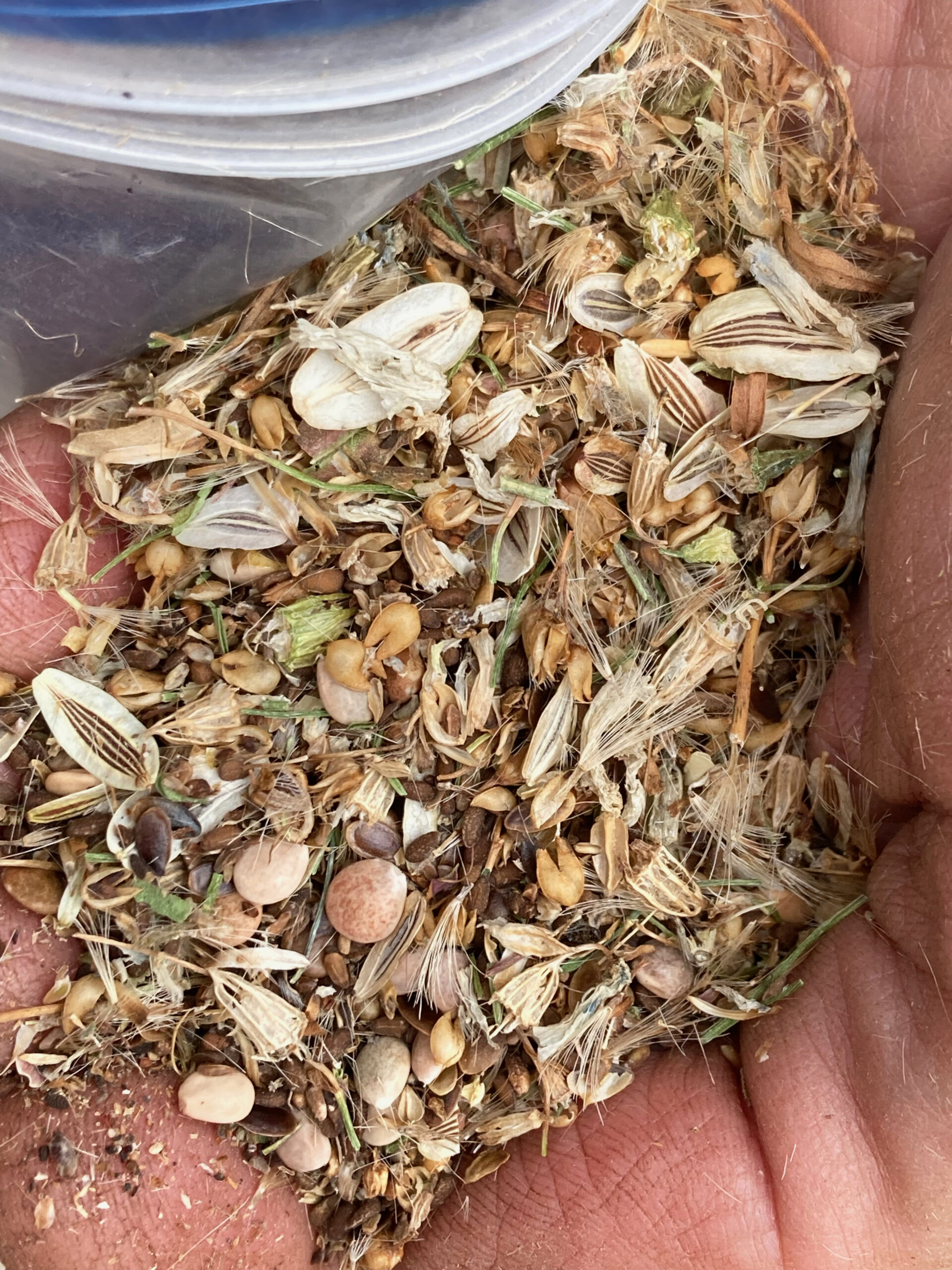 Is it Too Late to Plant My Seeds? Understanding Seed Stratification ...