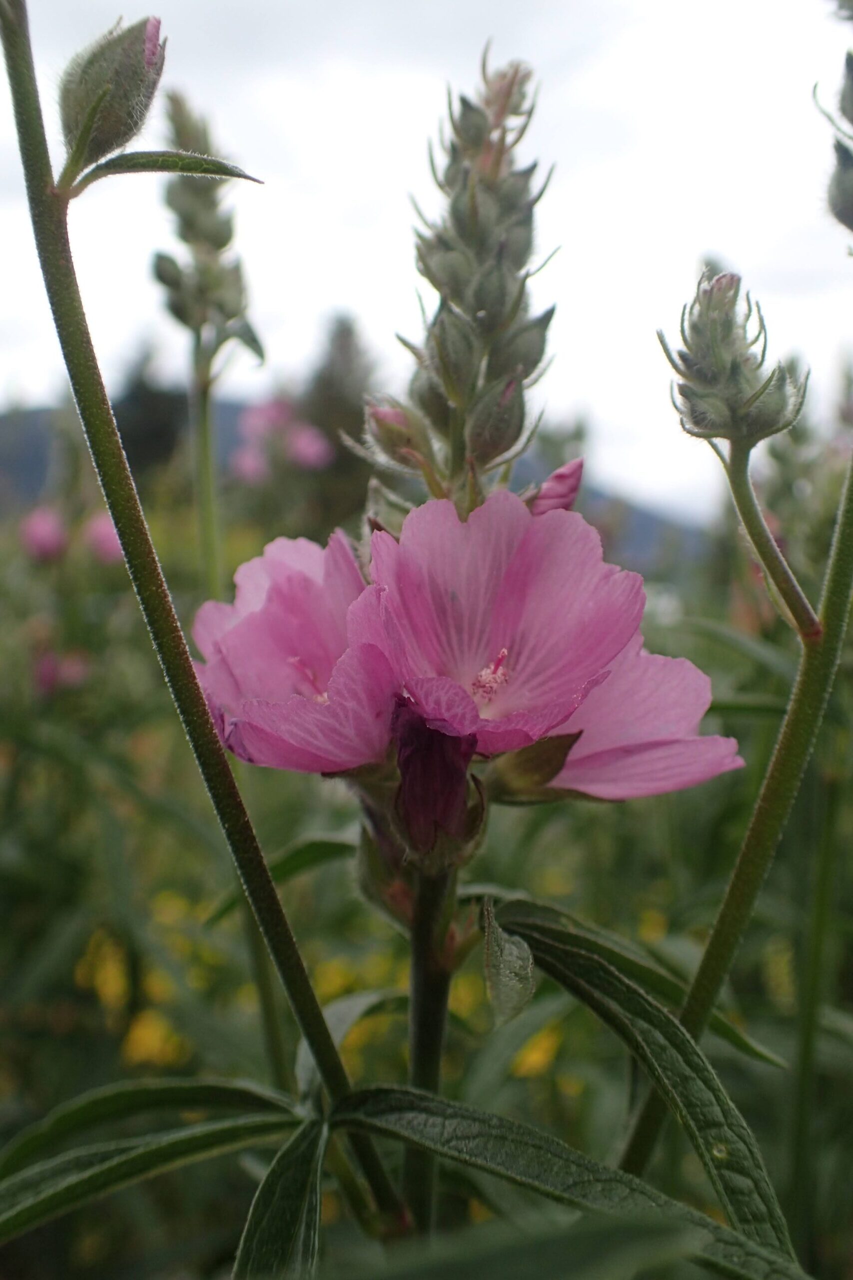 Oregon checkermallow - Kinseed Ecologies